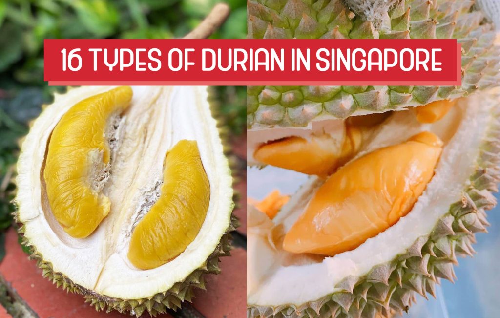 16 Types of Durian Singapore - Lobangsiah.Sg