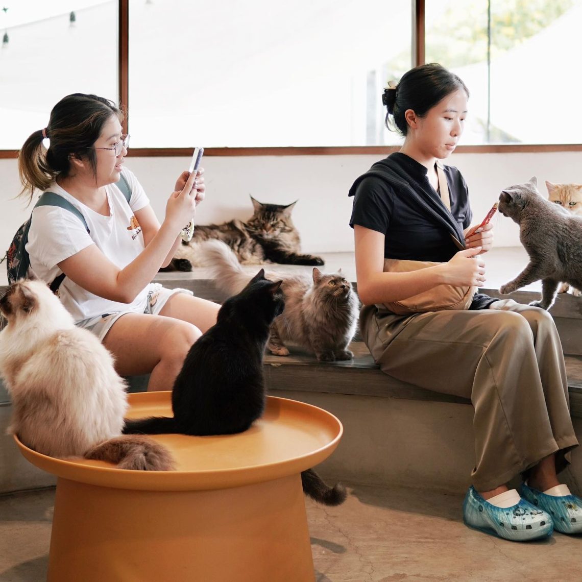 Discover Johor Bahru's Top 6 Must-Visit Pets Cafes for a Paws-itively ...