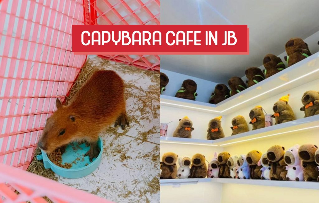 capybara cafe jb 2 - Lobangsiah.Sg